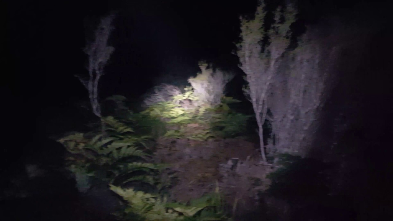 Night bush walk at Llewellin's Guest House, Margaret River. - YouTube