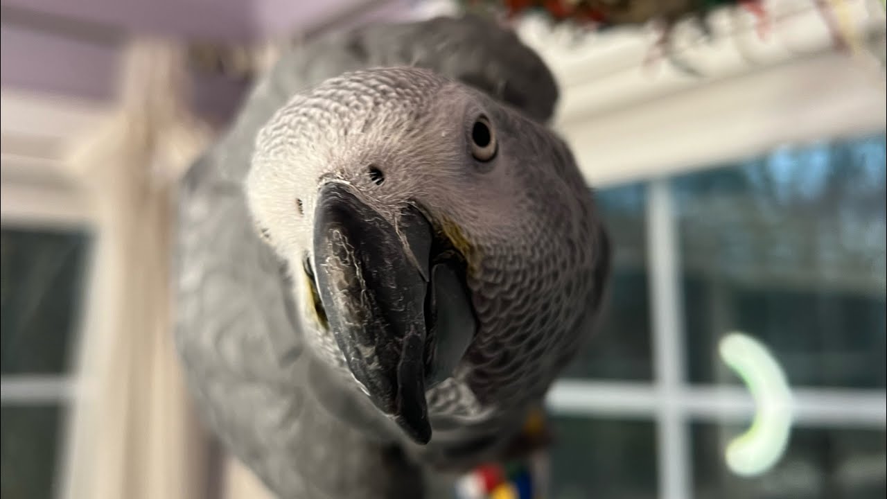 Symon the African Grey Talking Parrot speaks better than most people🤣# ...