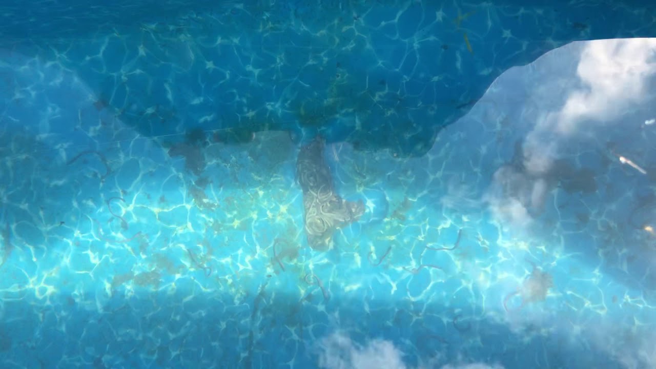 Gross! Worms in Your Pool? Here's Your Ultimate Action Plan - Answer ...