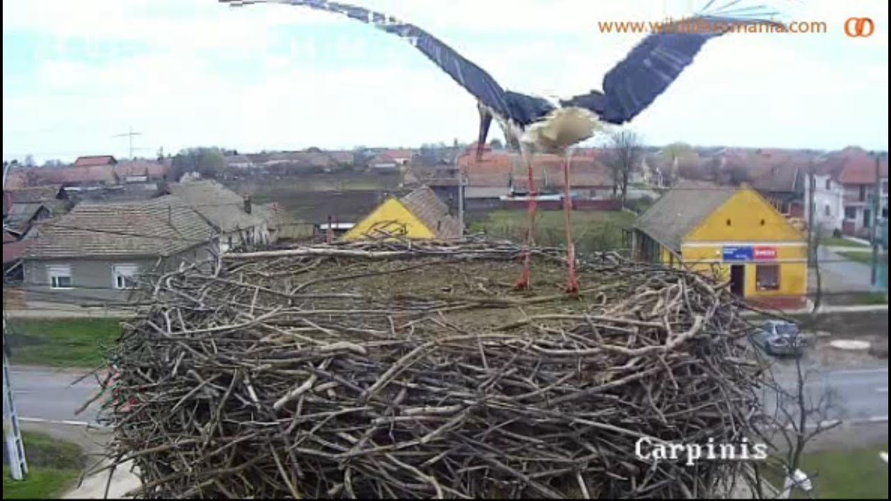 Cuib Barza Alba / White Stork Nest Romania, Carpinis - A First Short ...