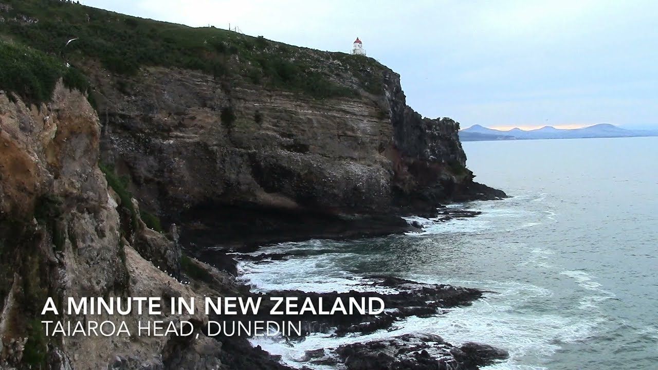A Minute in New Zealand - Taiaroa Head, Royal Albatross Centre, Dunedin ...