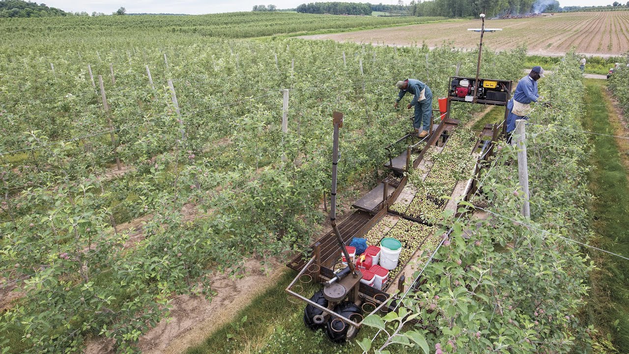 Making orchard mechanization more efficient - IFTA 2016 - YouTube