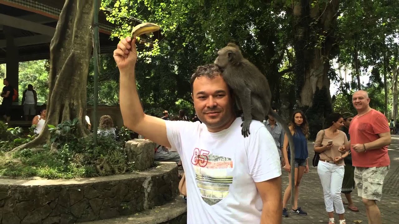 Bali tatili - maymun ormanı - YouTube