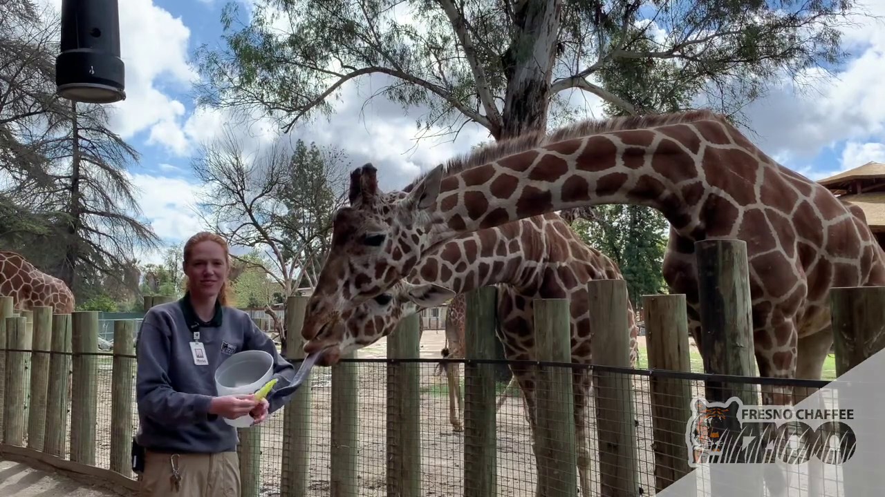 Behind The Scenes - Giraffe - YouTube