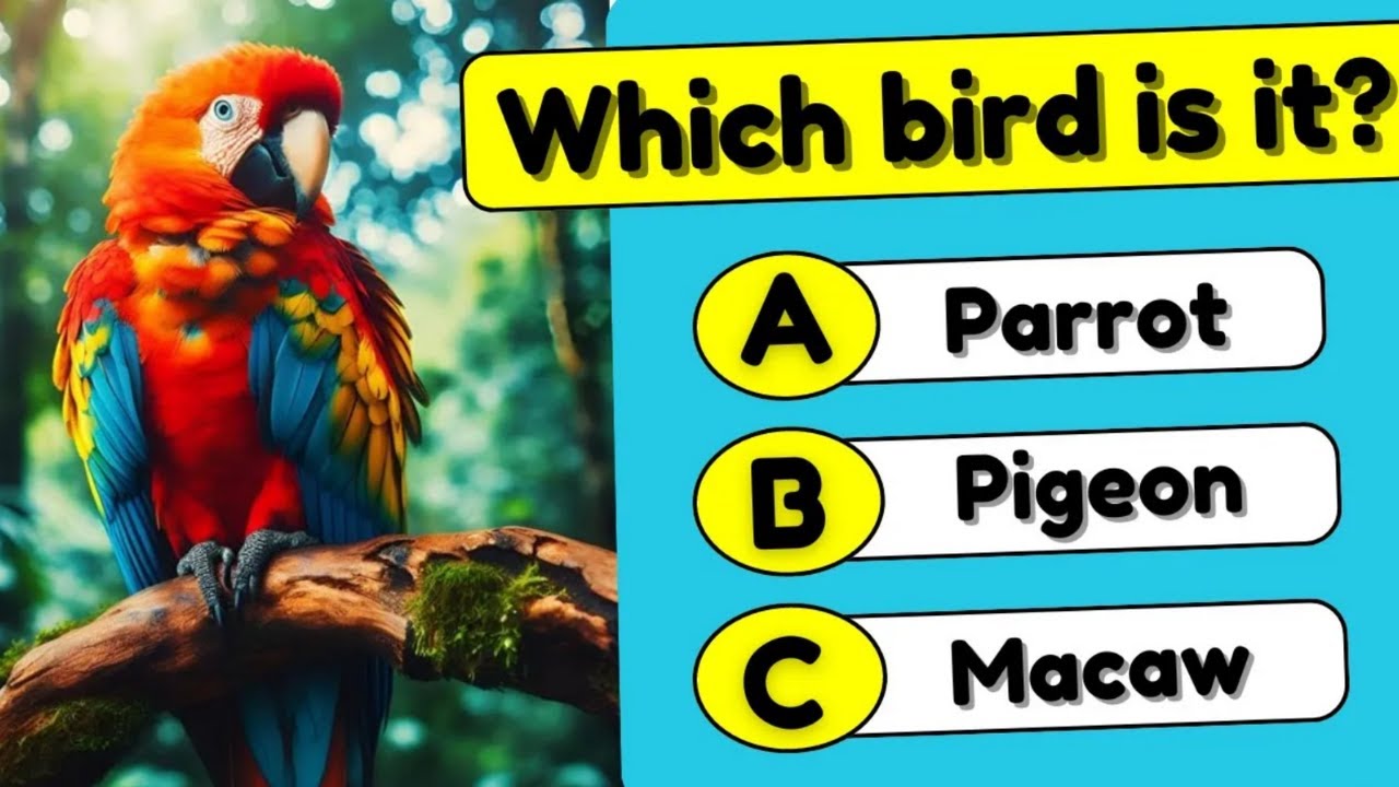 Can you Guess the birds in just 3 seconds | Guess the Birds | Easy ...