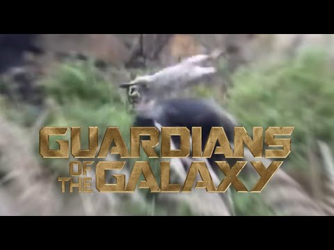 Raccoon Jumping Compilation - YouTube