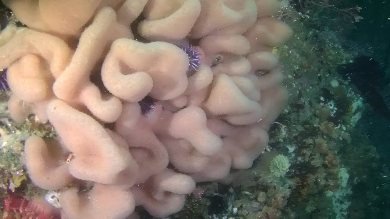 Monastery dive #596 8-18-17 - YouTube