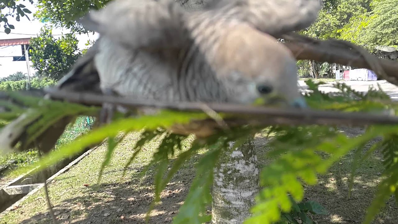 Pikit burong merbok siri (5) - YouTube