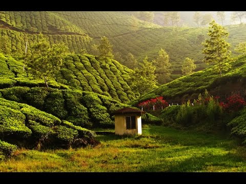 The beauty of Gudalur Tea Estate - YouTube