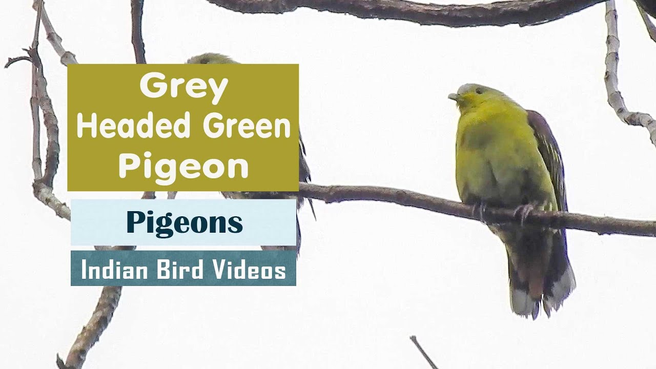 Grey- Fronted Green Pigeon (Treron affinis) #indian_birds #birds # ...
