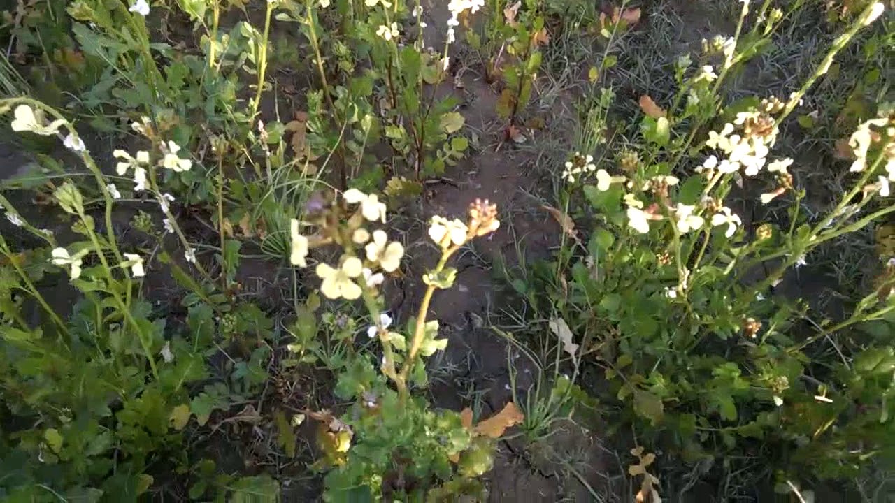 Desi fasal Kusu growthing farming and benefit infirmation - YouTube