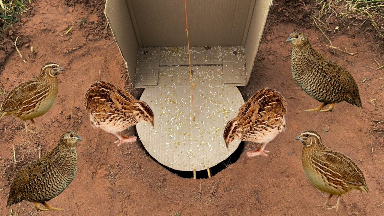 Simple Quail Trap Made from a Drink Bottle Cage safe demo - YouTube