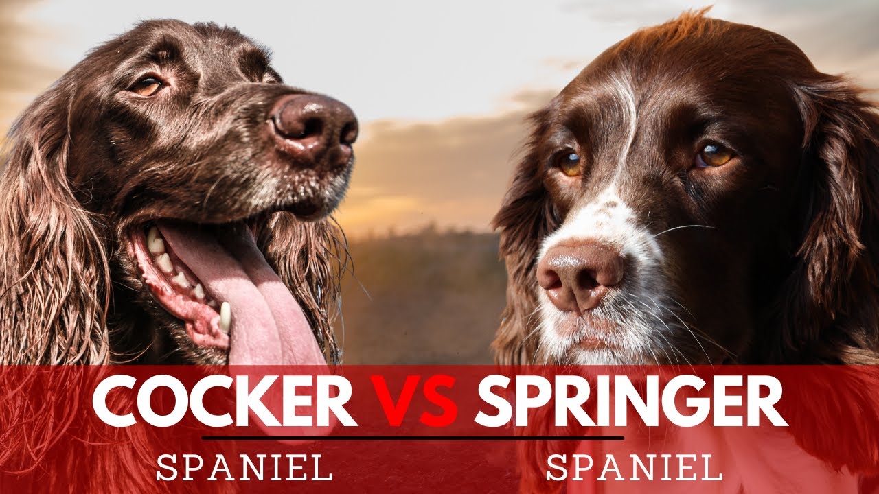 COCKER SPANIEL INGLÉS VS SPRINGER SPANIEL – DIFERENCIAS - YouTube