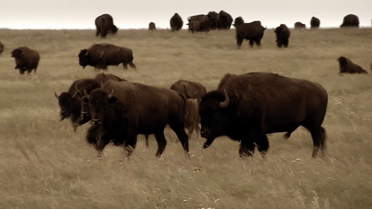 Thundering Ahead Bison Resolve 1080p - YouTube