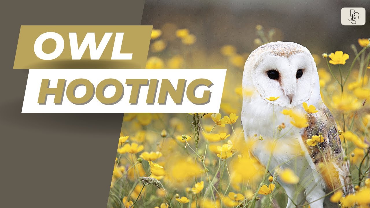 What Does The Owl Say? | Owl Hooting Sound Effect - YouTube