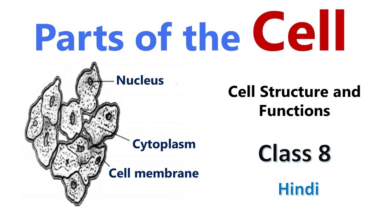 Parts of the Cell | Cytoplasm | Cell - Structure and Functions | Class ...