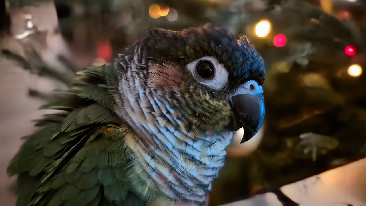 Green Cheek Conure Playing and Making Cute Bird Sounds - YouTube