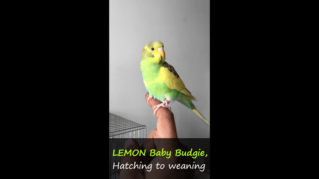 LEMON Baby Budgie From Hatching to Weaning - YouTube