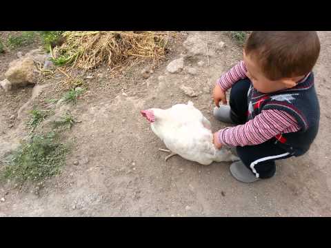 bebek video tavugun cilesi