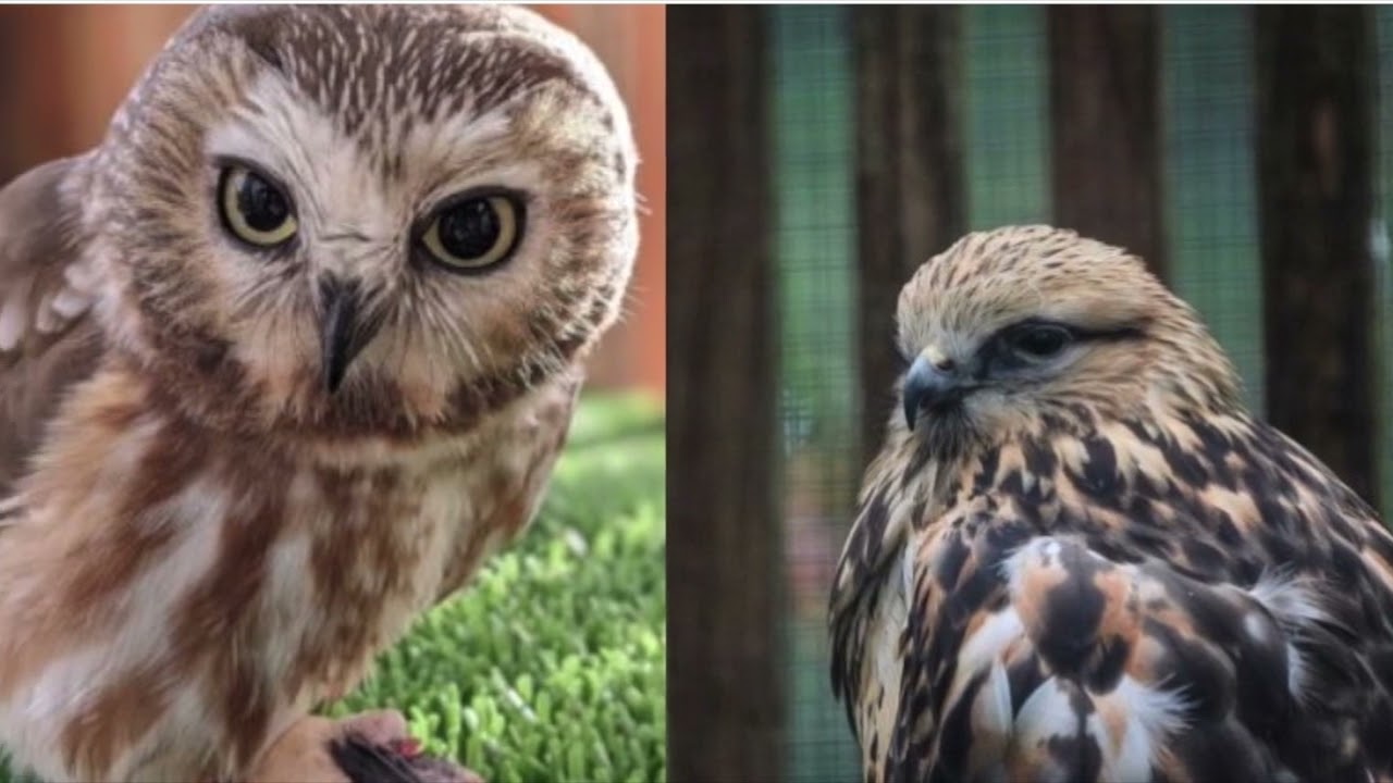 Raptors of the Oregon Coast - YouTube