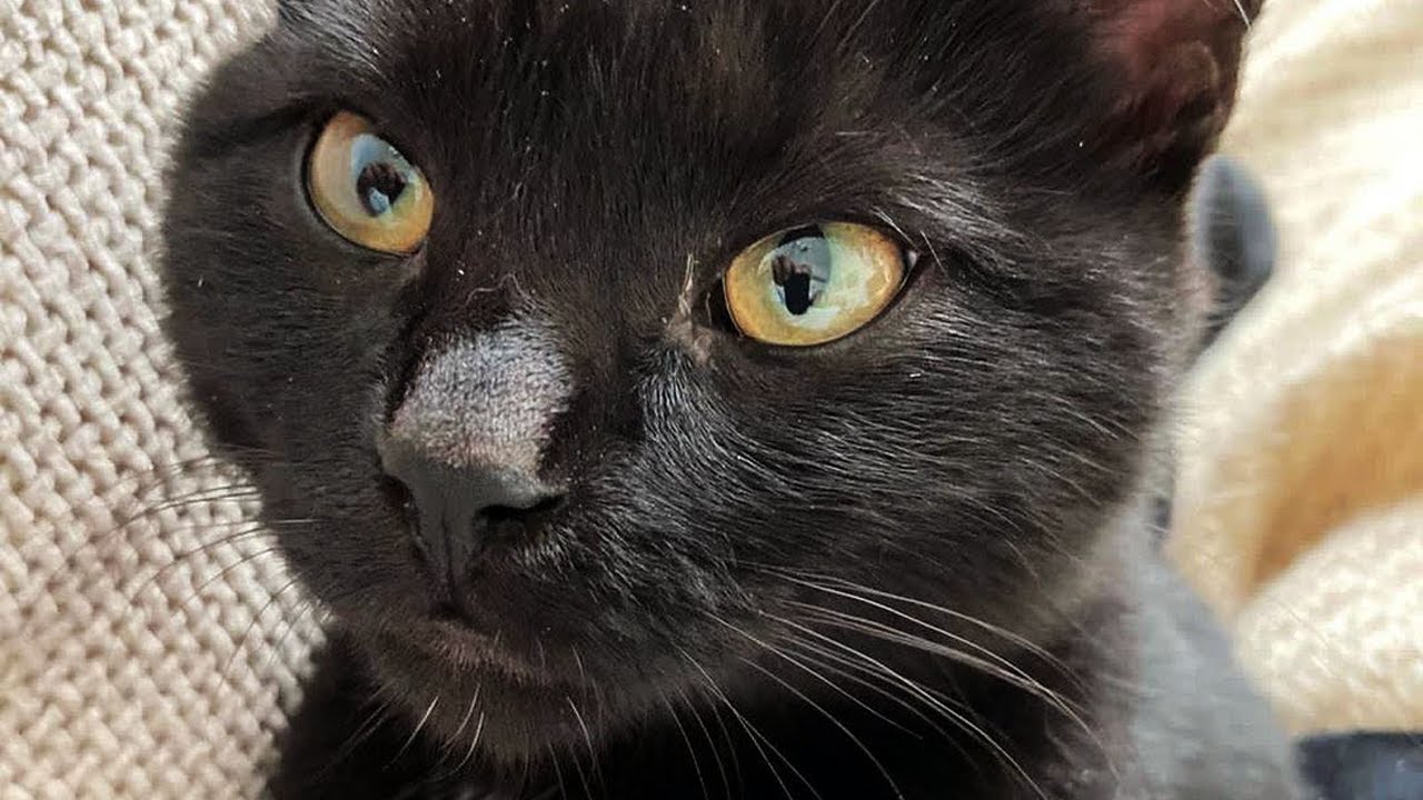 Meet Paw, The Adorable Paralyzed Cat Who Inspires His Family With His ...