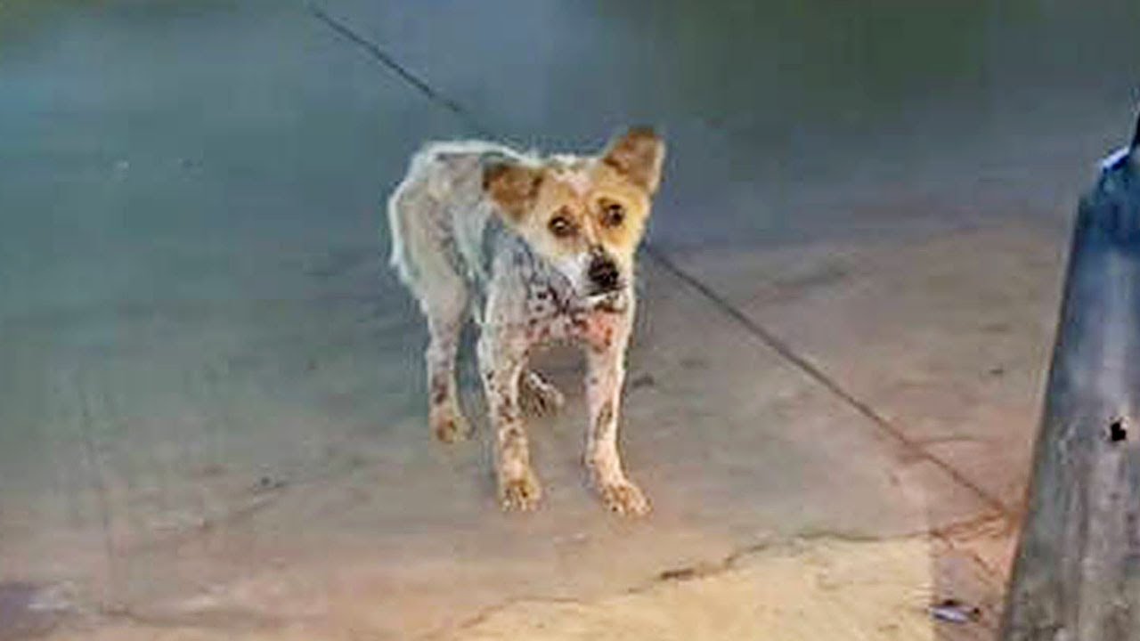 A hairless stray dog drooled at the meat stall, its eyes full of ...