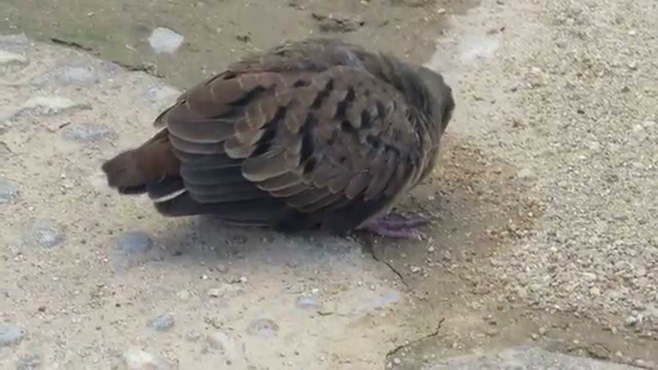 FILHOTE DE ROLINHA ROXA (Columbina talpacoti, Temminck, 1811) - YouTube