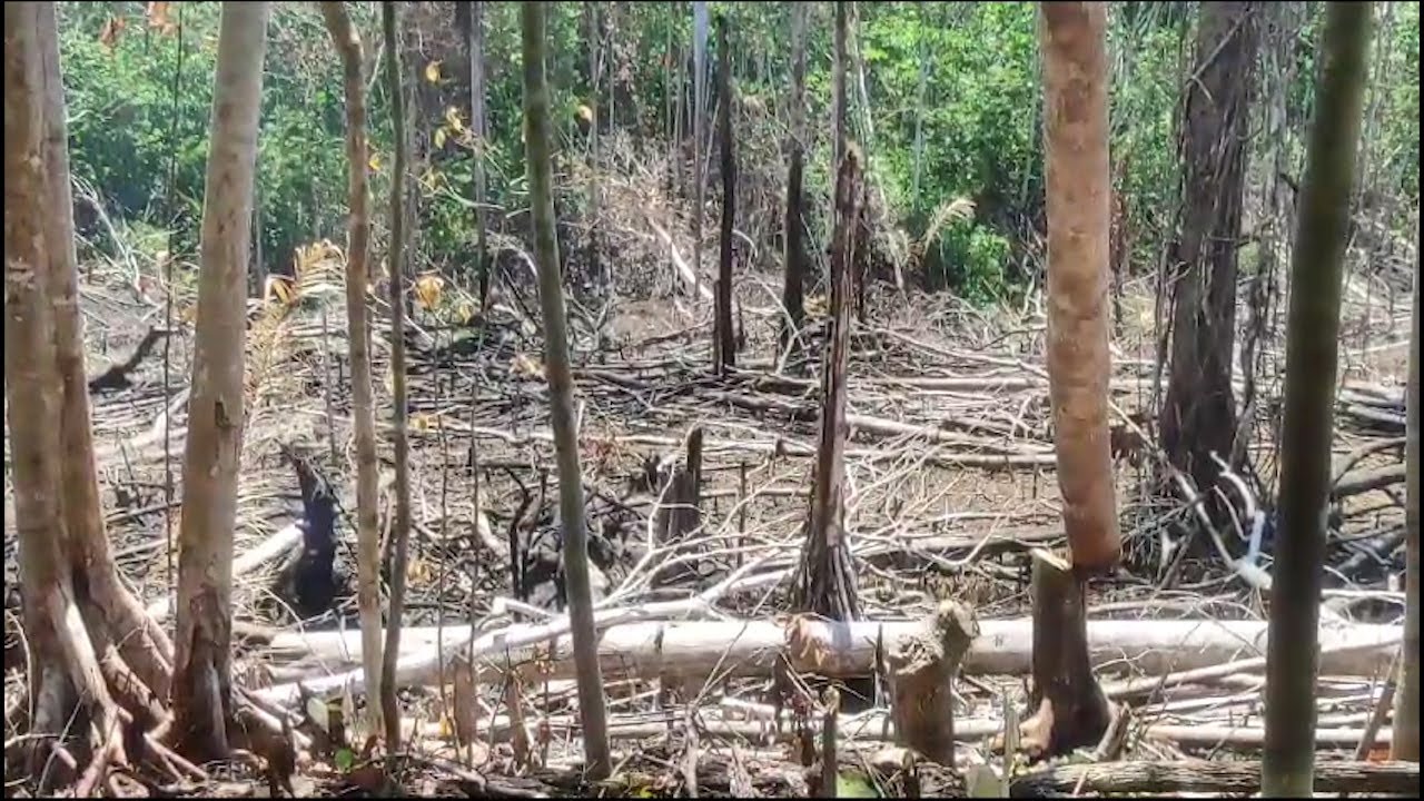 Apu de Santa rosillo de Yanayacu asegura que continúa deforestación ...