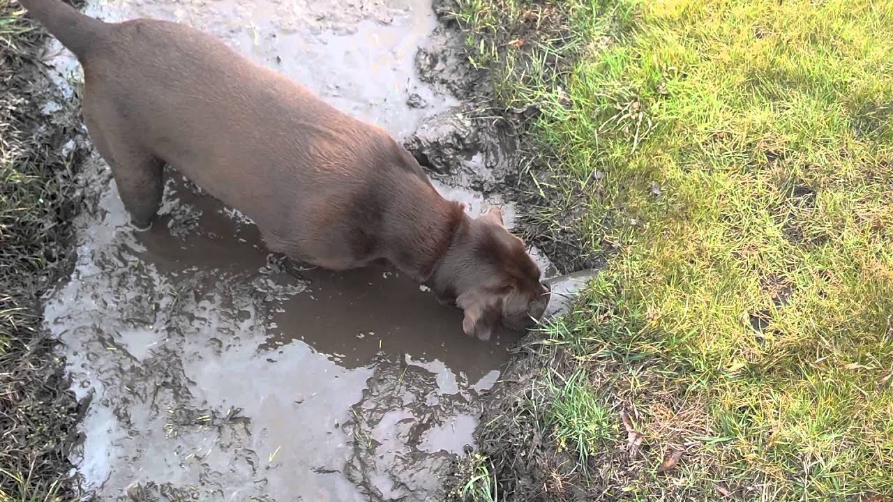 Bullfrogging Moussey2 - YouTube