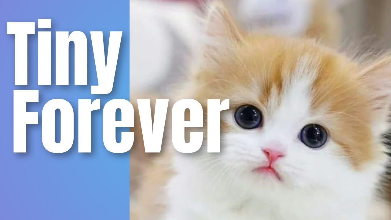 5 Cat Breeds That Stay SMALL and CUTE FOREVER! - YouTube