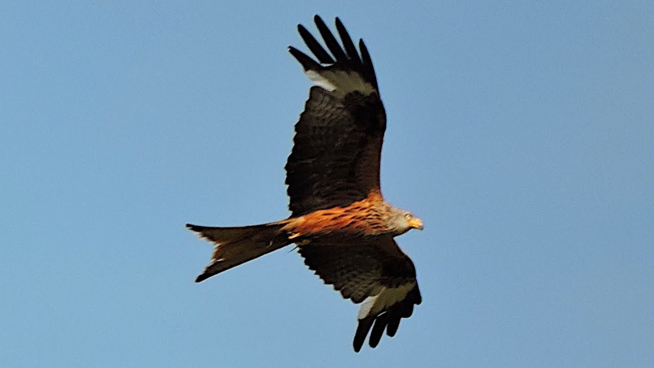 Kania ruda / Red kite / Milvus milvus / Luňák červený - YouTube