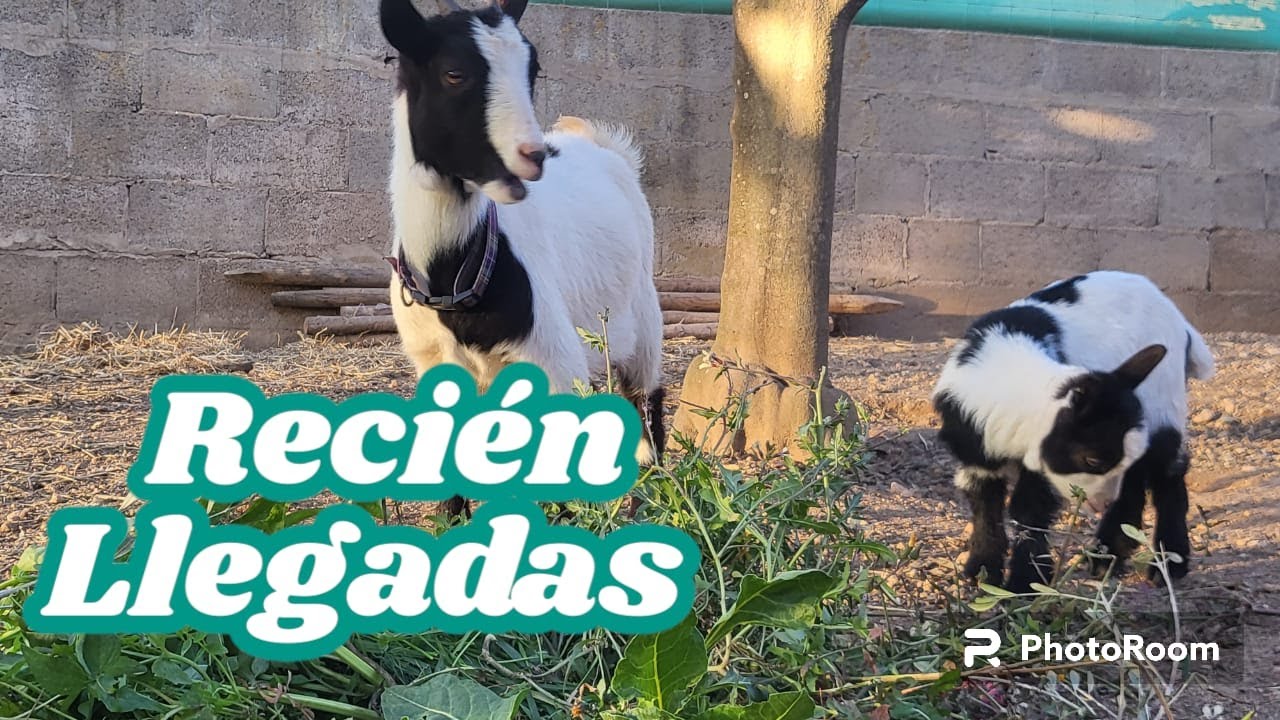 Visitamos la granja de Ángela para ver las cabras enanas recién llegadas - YouTube