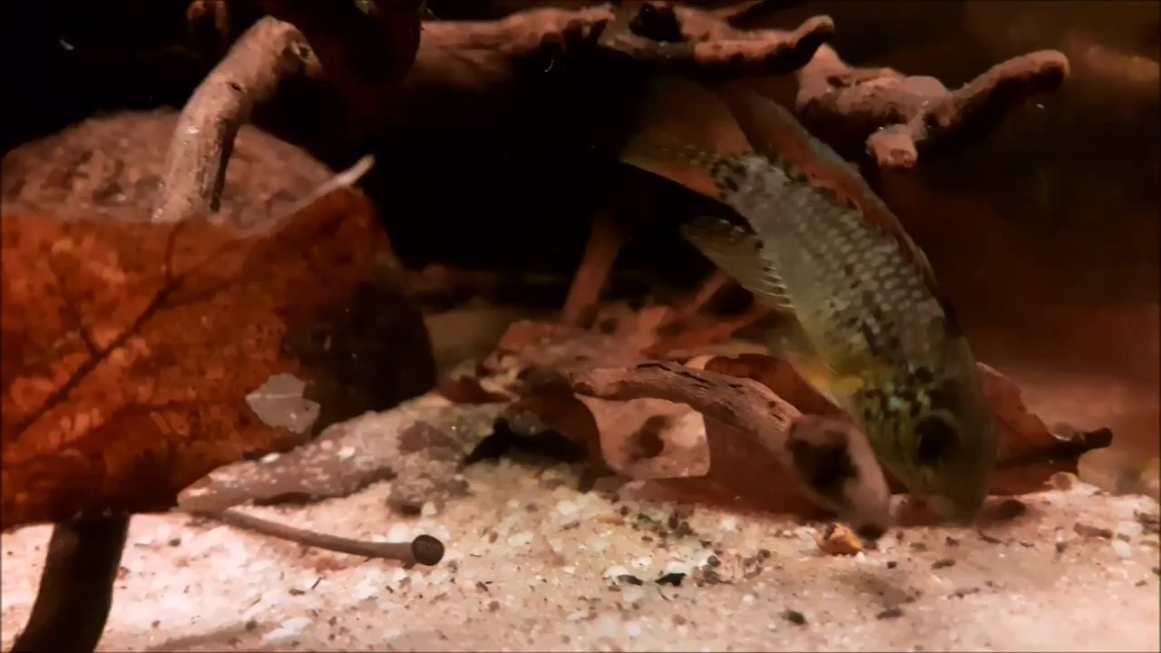 Apistogramma sp vielfleck - YouTube