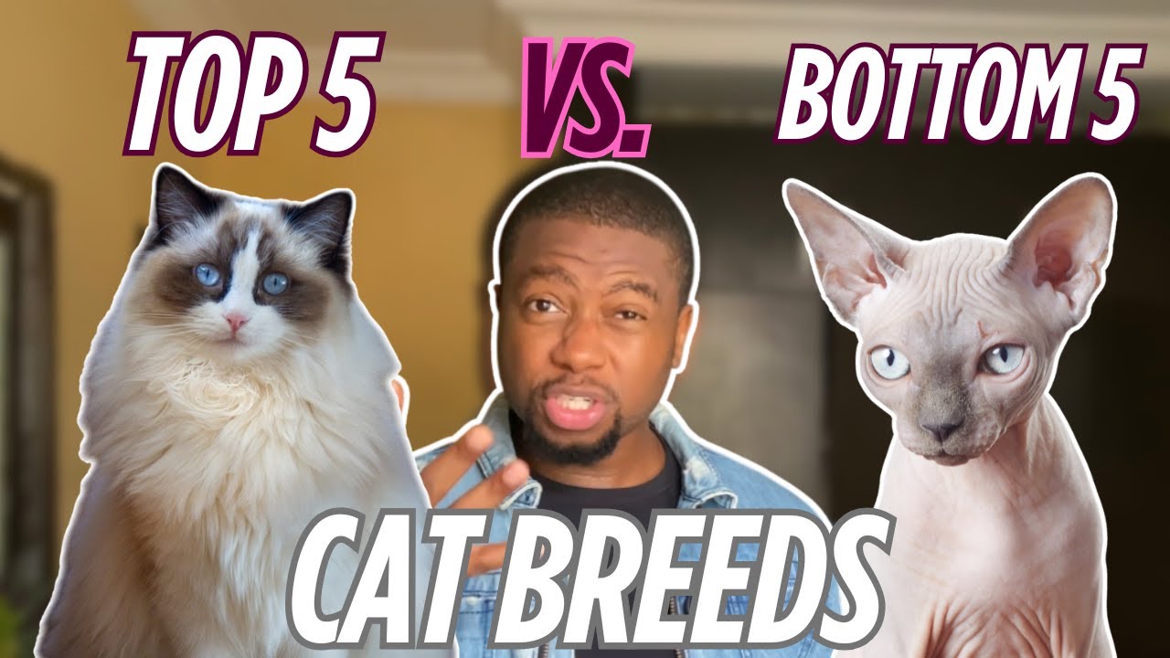5 Best & 5 Worst Cat Breeds to Own | What Every Future Cat Owner Should ...