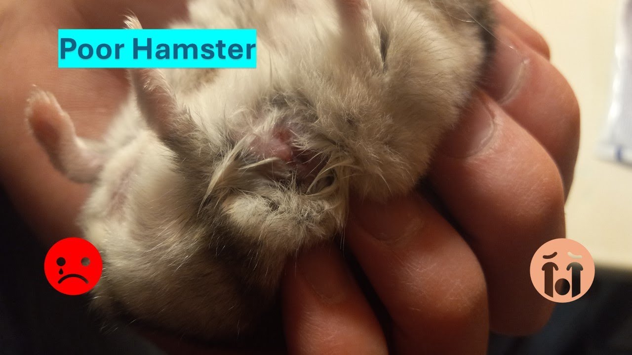 Chubby the Hamster is SICK. Hamster Injury. - YouTube