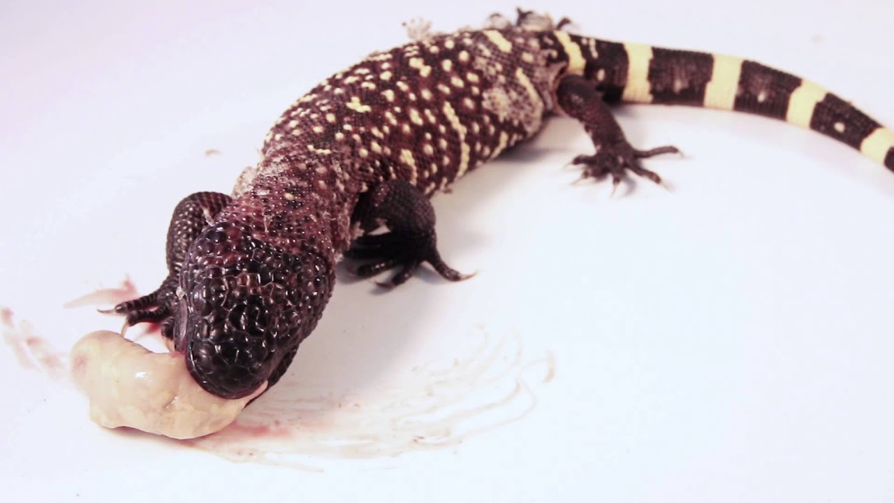Venomous Beaded Lizard Eating - YouTube