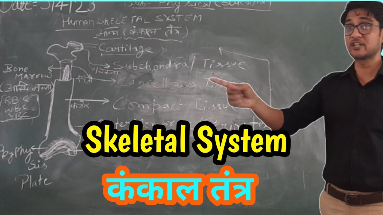 Skeletal System In Hindi Skeletal System MCQ Gk skeletal-system-in-hindi-skeletal-system-mcq-gk