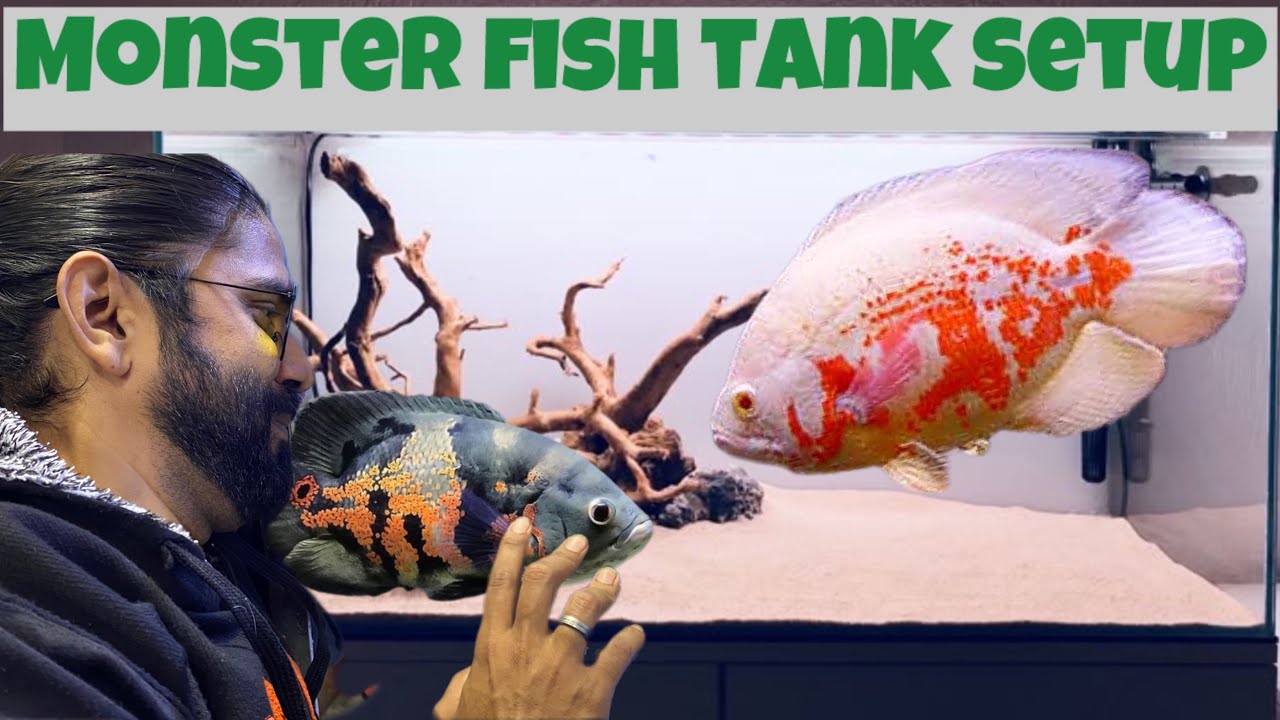 new monster fish tank setup | new exotic fish tank setup#vlog # ...