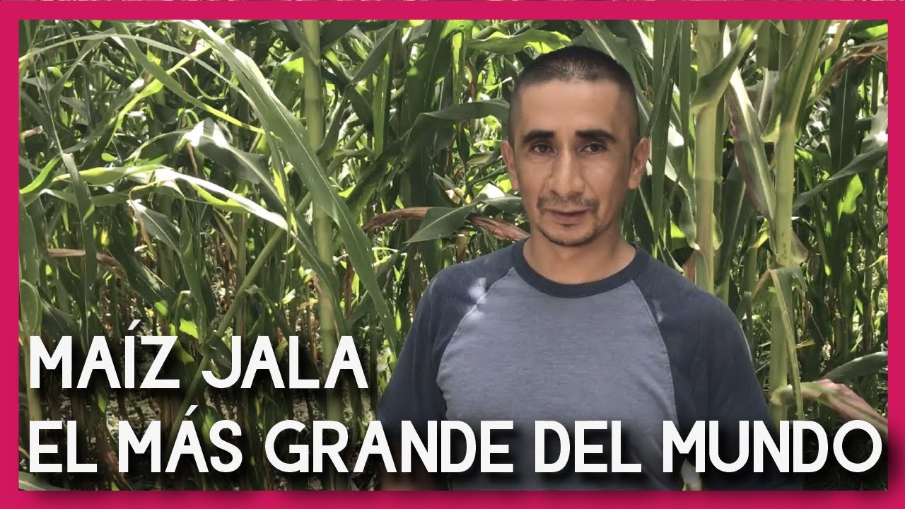 ¡Esta es la milpa de Maíz más grande del Mundo! | Maíz Jala - YouTube