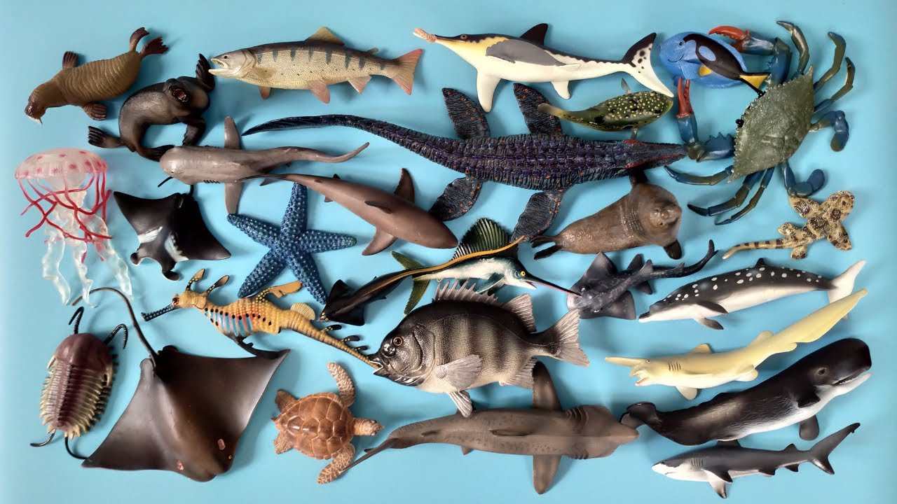 Hewan Laut, Hiu Bermulut Besar, Paus Paruh Blainville, Ikan Buntal ...