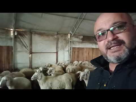 Asaf koyun ırkı ile ilgili kısa bir bilgi.