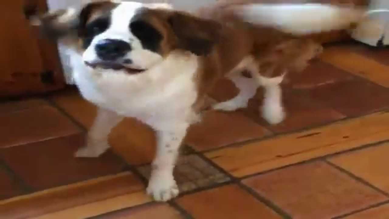The Best of Cute Saint Bernard Puppies - YouTube