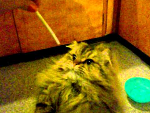 Cat eating cigarette - YouTube