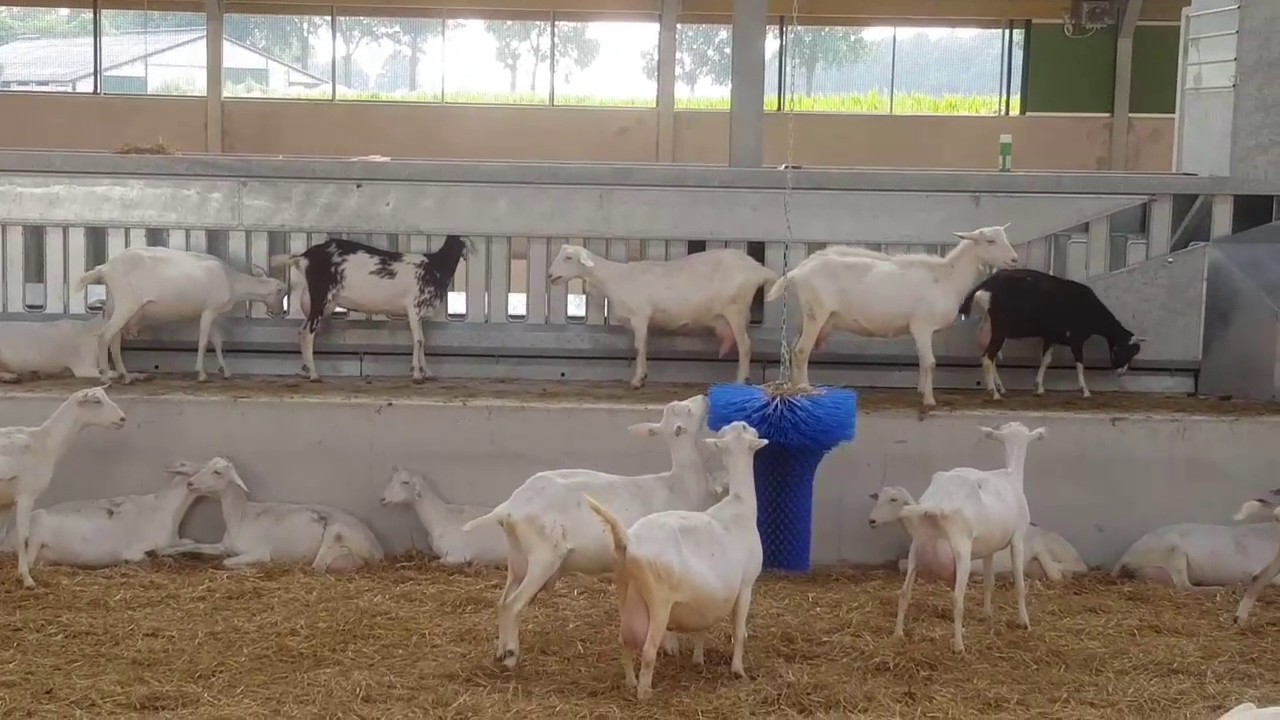 GeitenBelang Van der Pas Krachtvoer Systeem voor melkgeiten bij Gimala ...