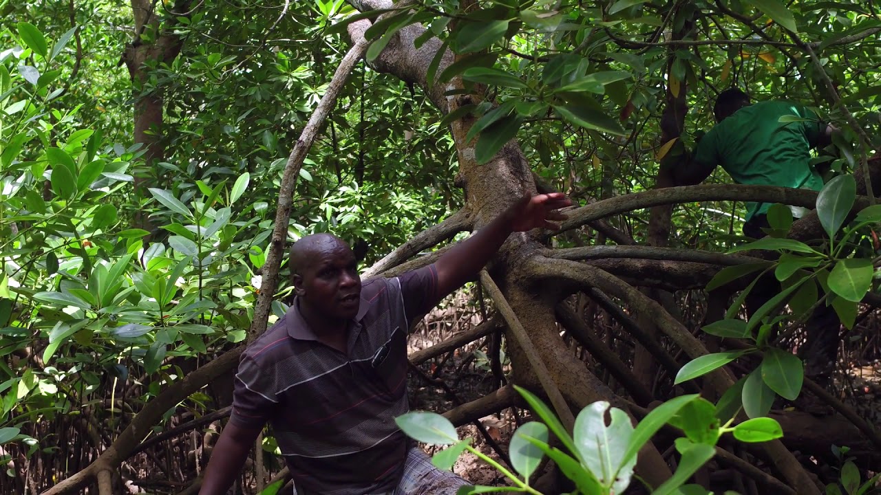 Reproduction of Mangroves - YouTube