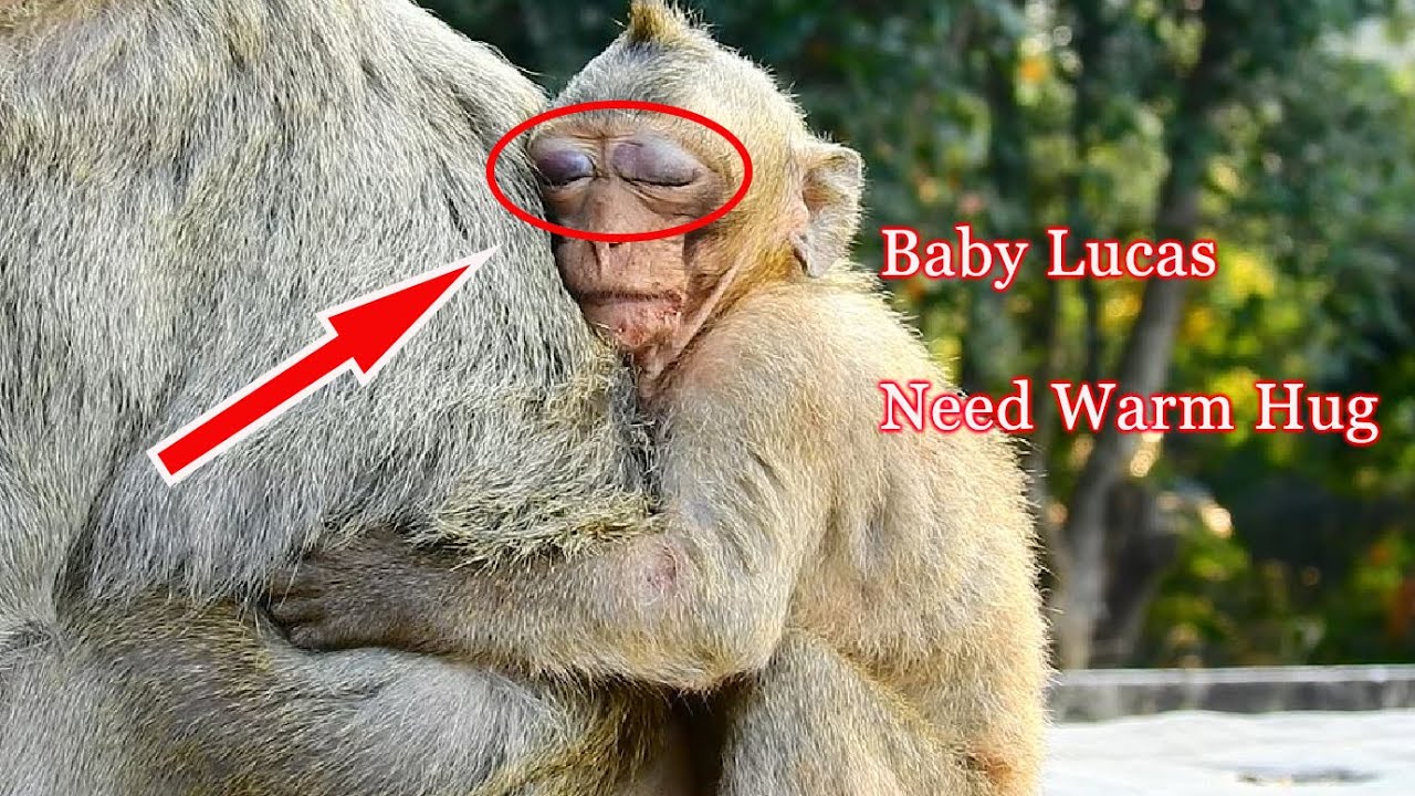 Adorable Baby Lucas Monkey Need Warm Hug From Mom Layla Monkey , Layla ...