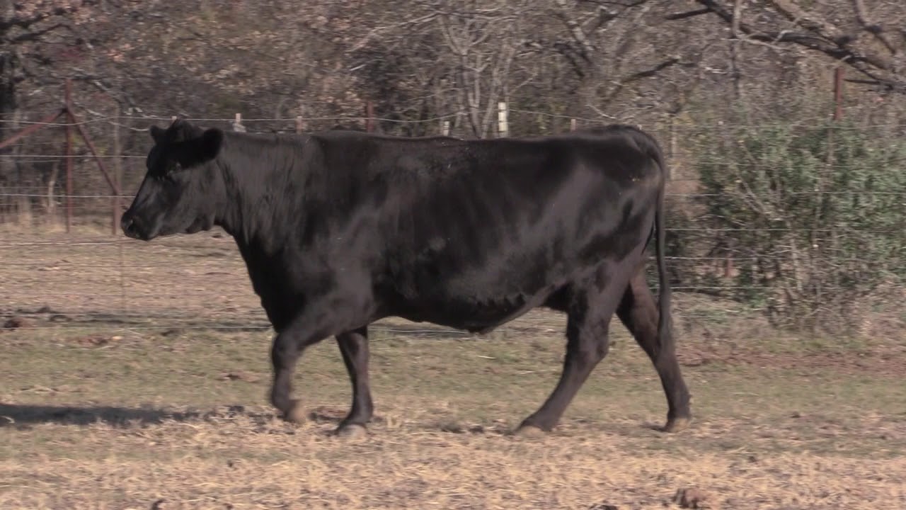 Davis Cow - YouTube