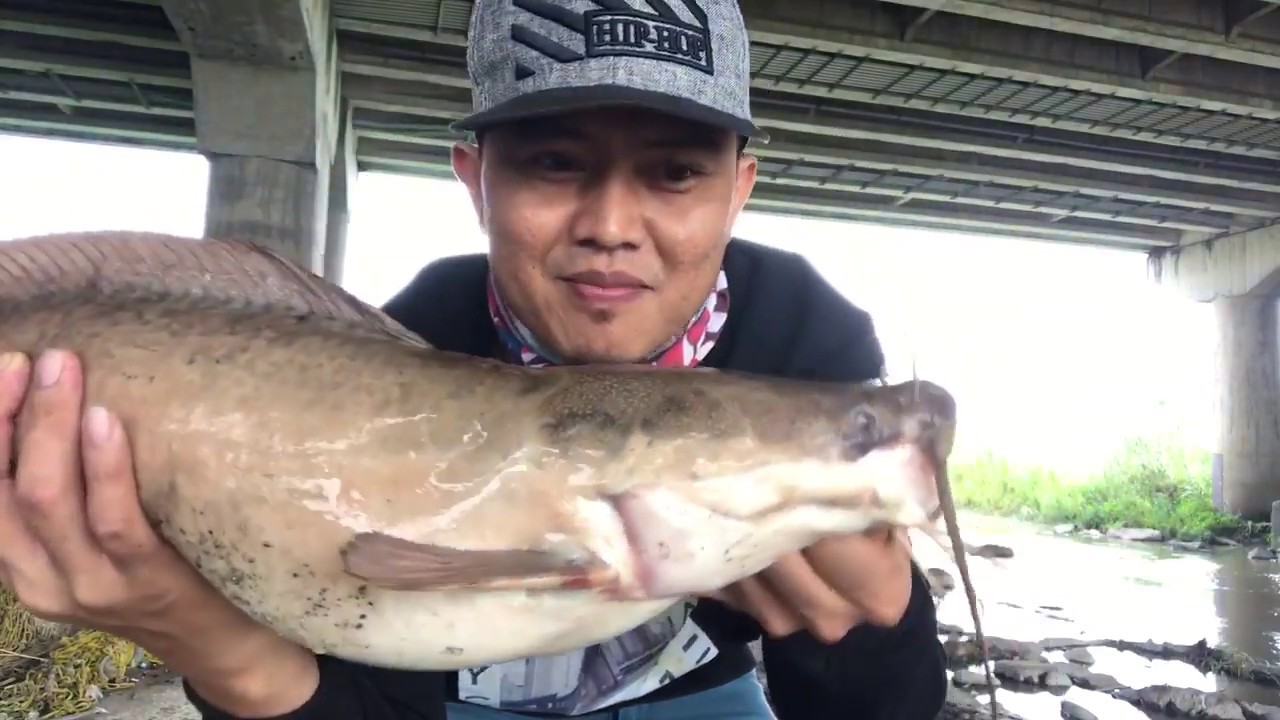 Ikan lele monster Taiwan - YouTube