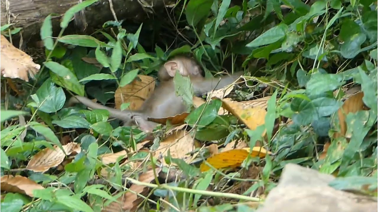 Breaking News! Baby Rainbow dropped down coz escaped from big female ...