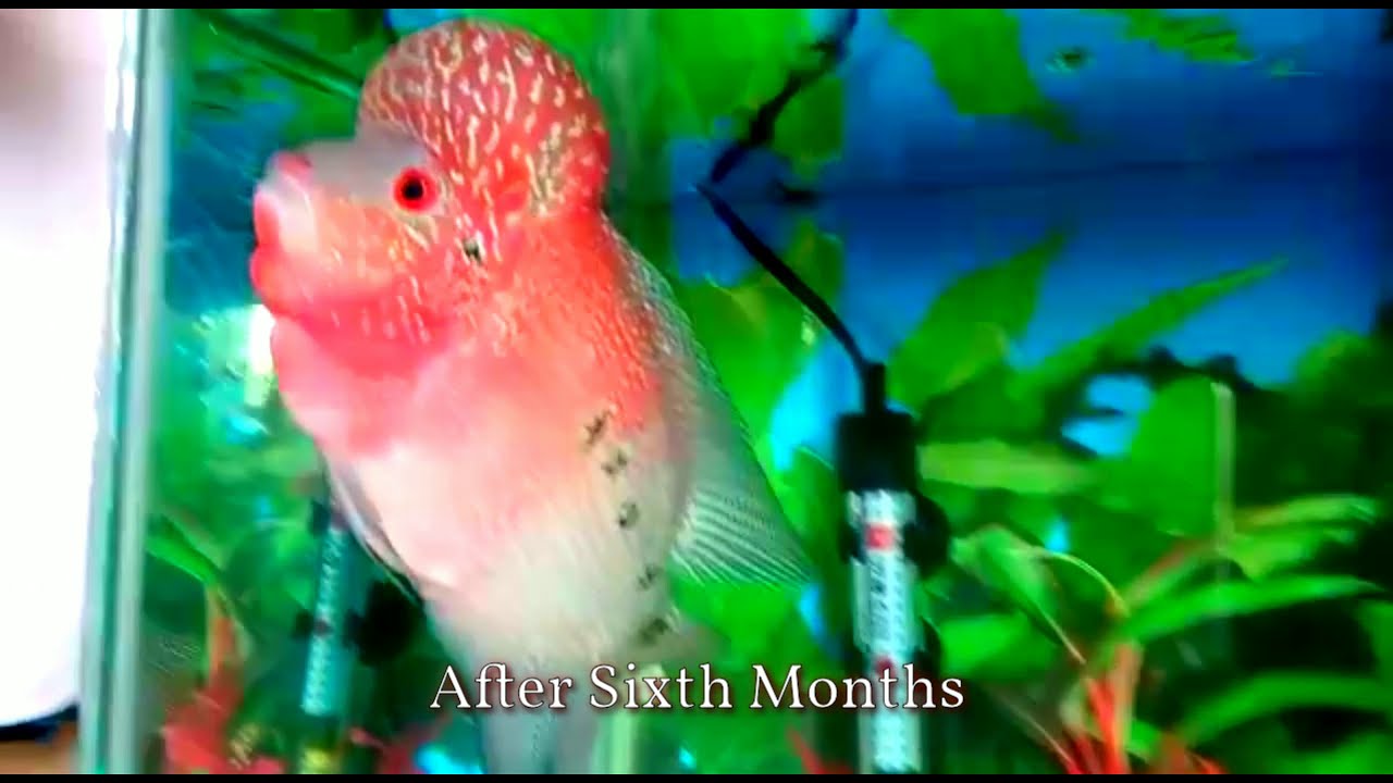Flowerhon Fish Growth Video Full Video - YouTube